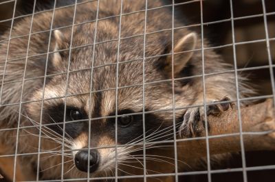 Local Racoon Removal in Cabool and Surrounding Areas
